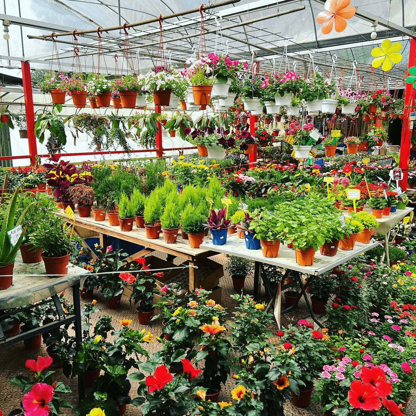 10 Best Tourist & Instagrammable Spots In Cameron Highlands - 96 Travel